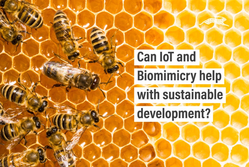 Can IoT and Biomimicry help with sustainable development?
